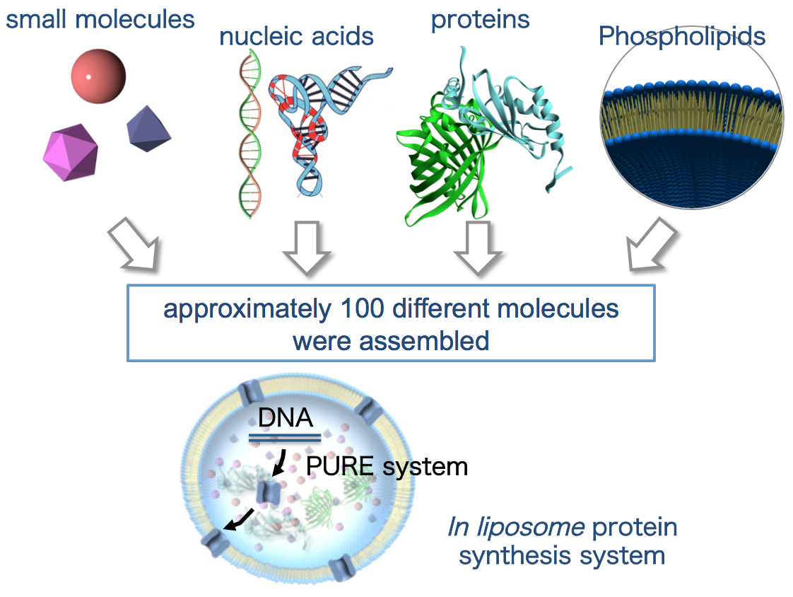 [Seminar] Bottom-up approach for an artificial cell synthesis by Prof ...